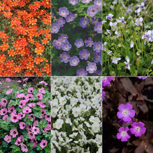 Ground Cover – Planters Patch