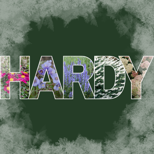 Frost Hardy Plants – Planters Patch