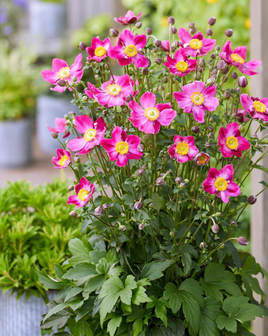 New Arrivals – Planters Patch