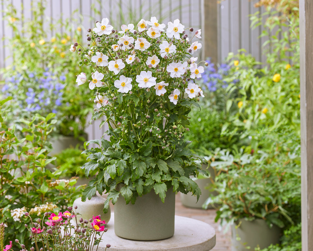 New Arrivals – Planters Patch