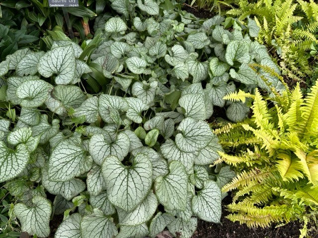 Blue Flowering Plants – Planters Patch