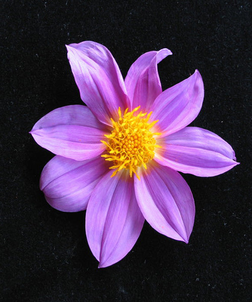 Products – Page 2 – Planters Patch