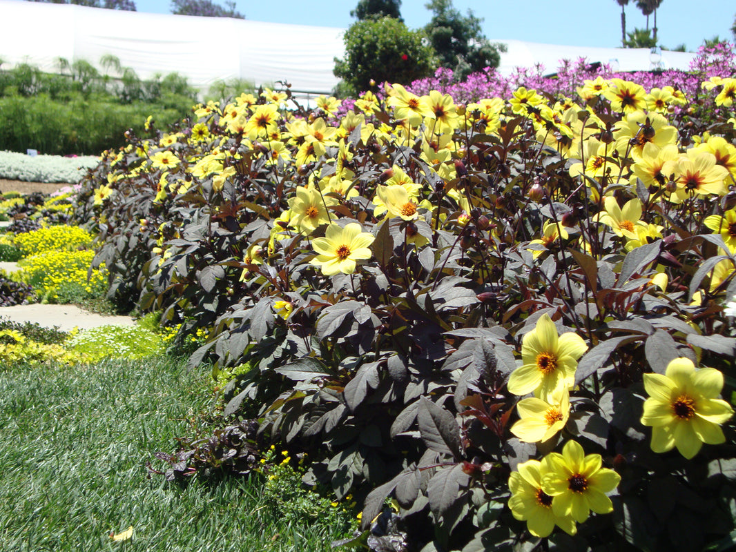 Products – Page 2 – Planters Patch