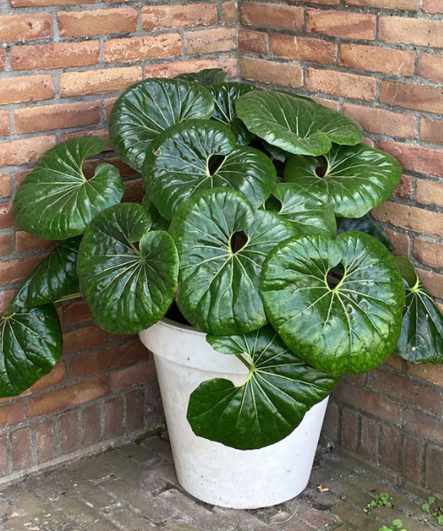 New Arrivals – Planters Patch