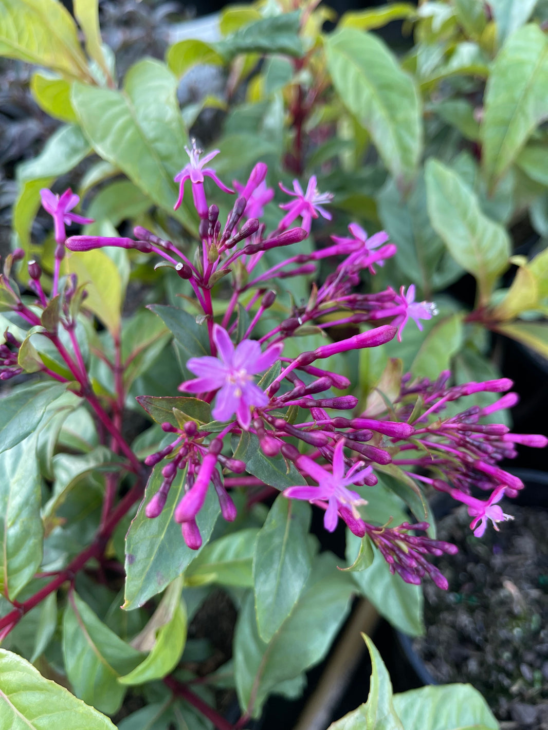 Planters Patch | Passionate About Plants