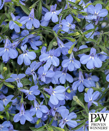 Proven Winners – Planters Patch