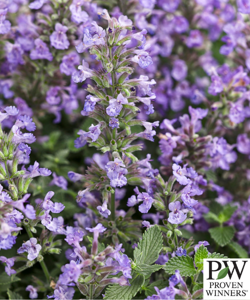 Nepeta 'Cats Meow' | Planters Patch