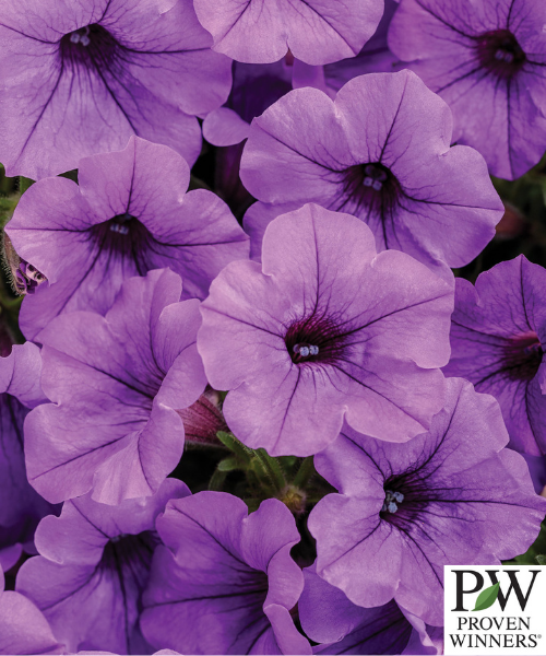 Products – Page 4 – Planters Patch