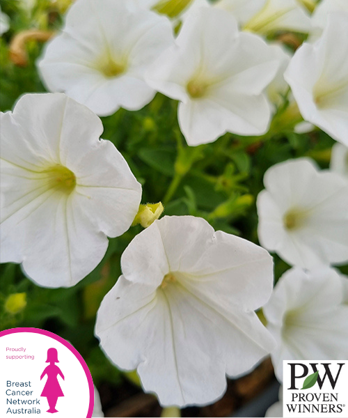 Products – Page 4 – Planters Patch