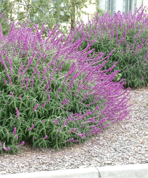 Salvia leucantha 'Purple Velour' | Planters Patch