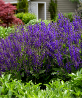 New Arrivals – Planters Patch