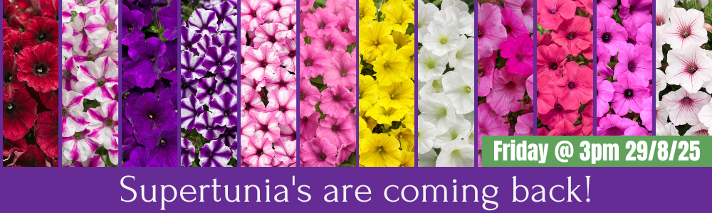 Planters Patch | Passionate About Plants