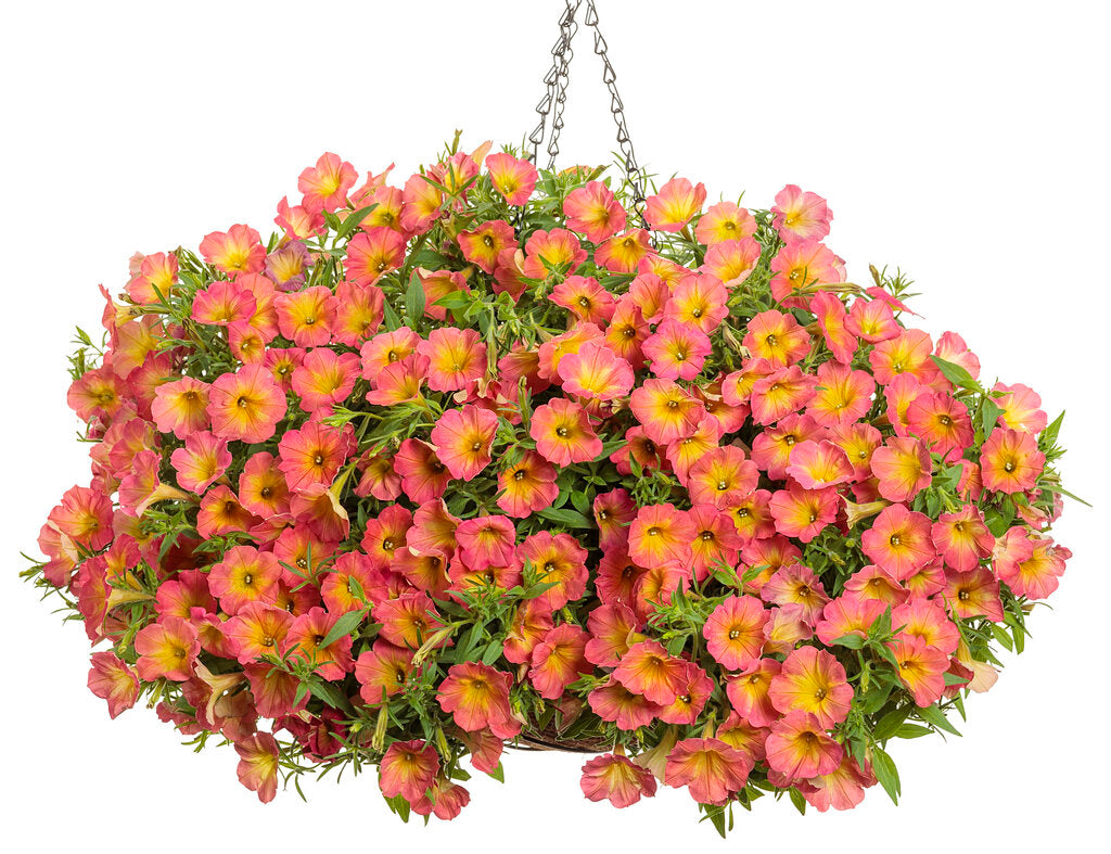 Fauna Attracting Plants – Planters Patch